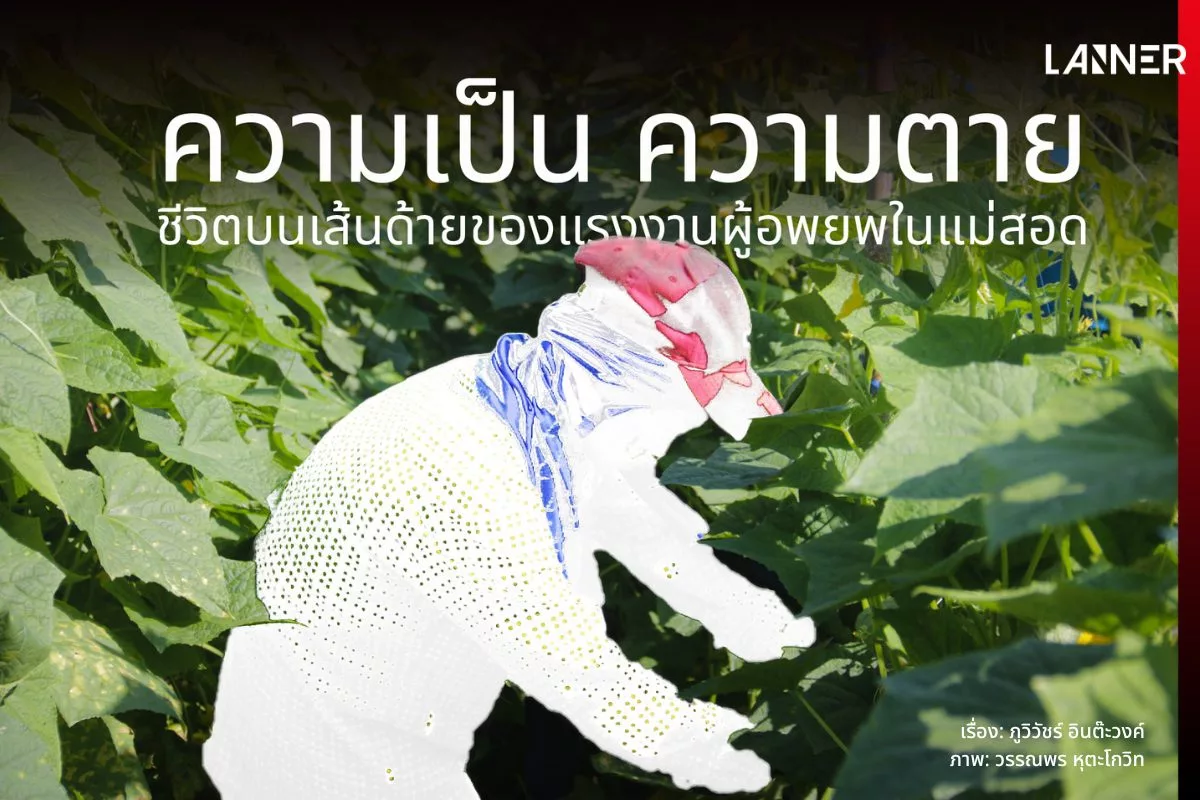 ความเป็น ความตาย ชีวิตบนเส้นด้ายของแรงงานในแม่สอด - Lanner