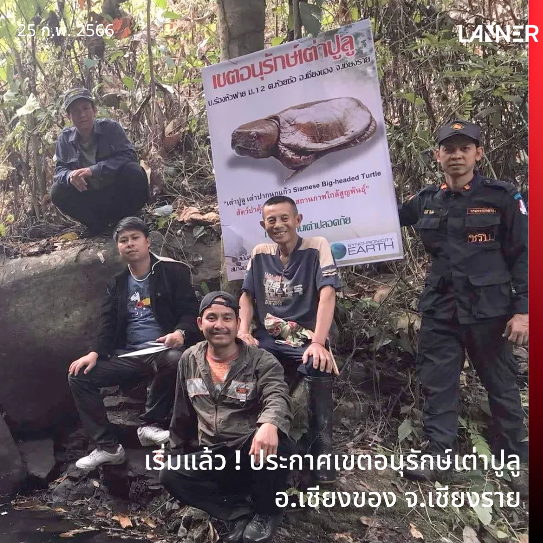 เริ่มแล้ว ! ประกาศเขตอนุรักษ์เต่าปูลู อ.เชียงของ จ.เชียงราย - Lanner