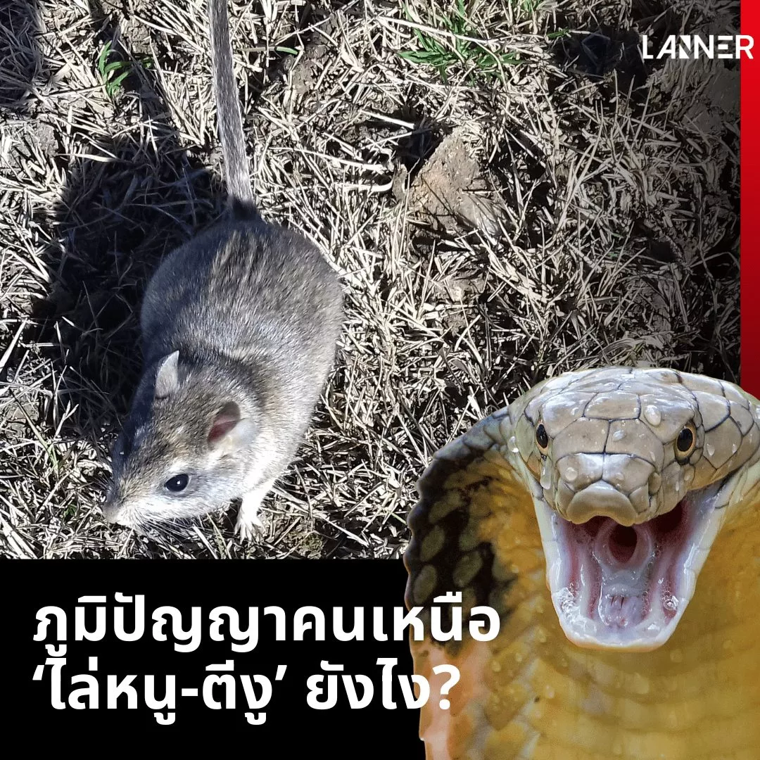 ภูมิปัญญาคนเหนือ ‘ไล่หนู-ตีงู’ ทำยังไง? - Lanner