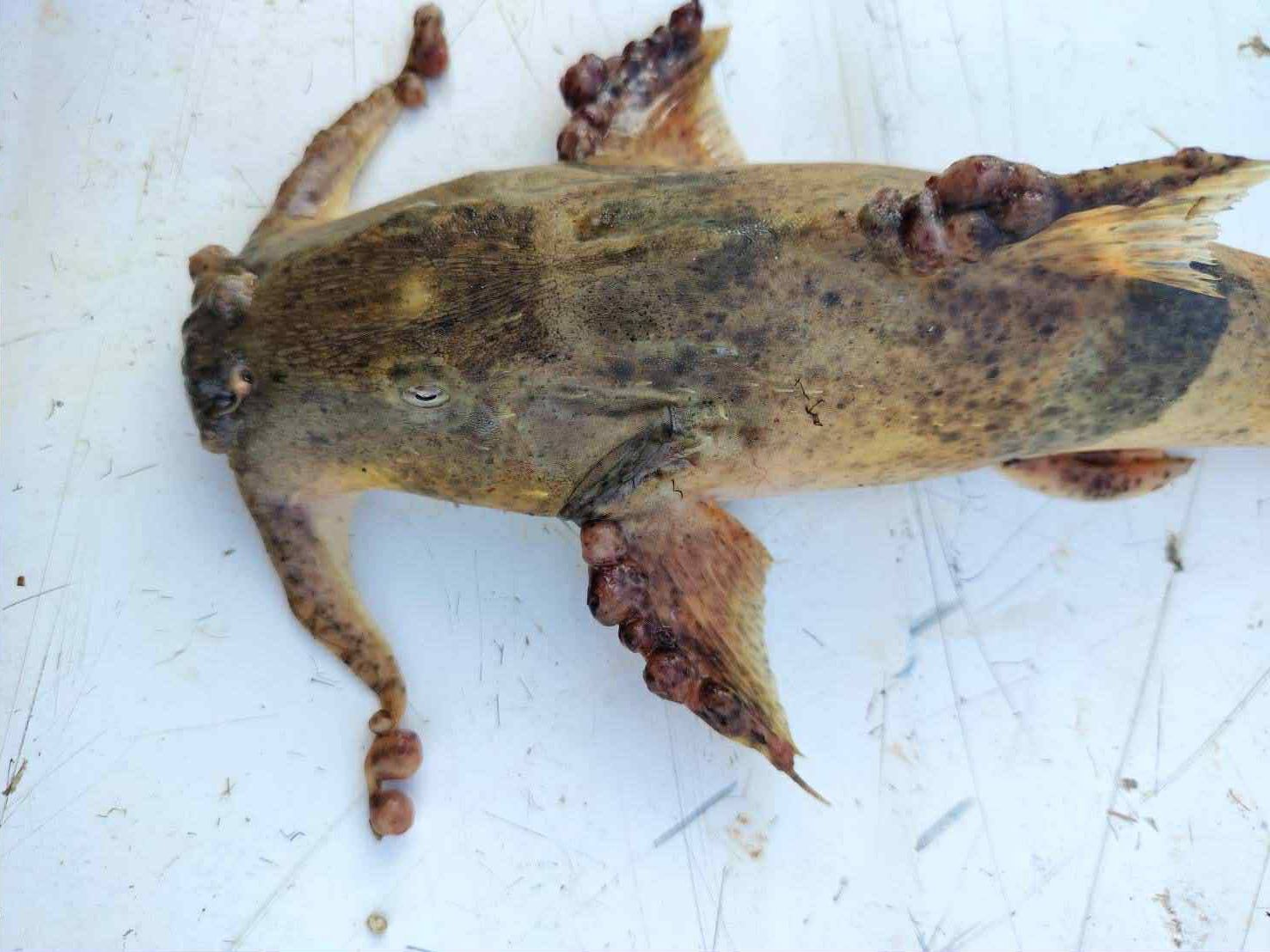 ประมงฯ เชียงราย ยันปลาแม่น้ำกกปลอดภัย ด้านคนท้องถิ่นเผย “ปลาป่วยมาเป็นปี” - Lanner